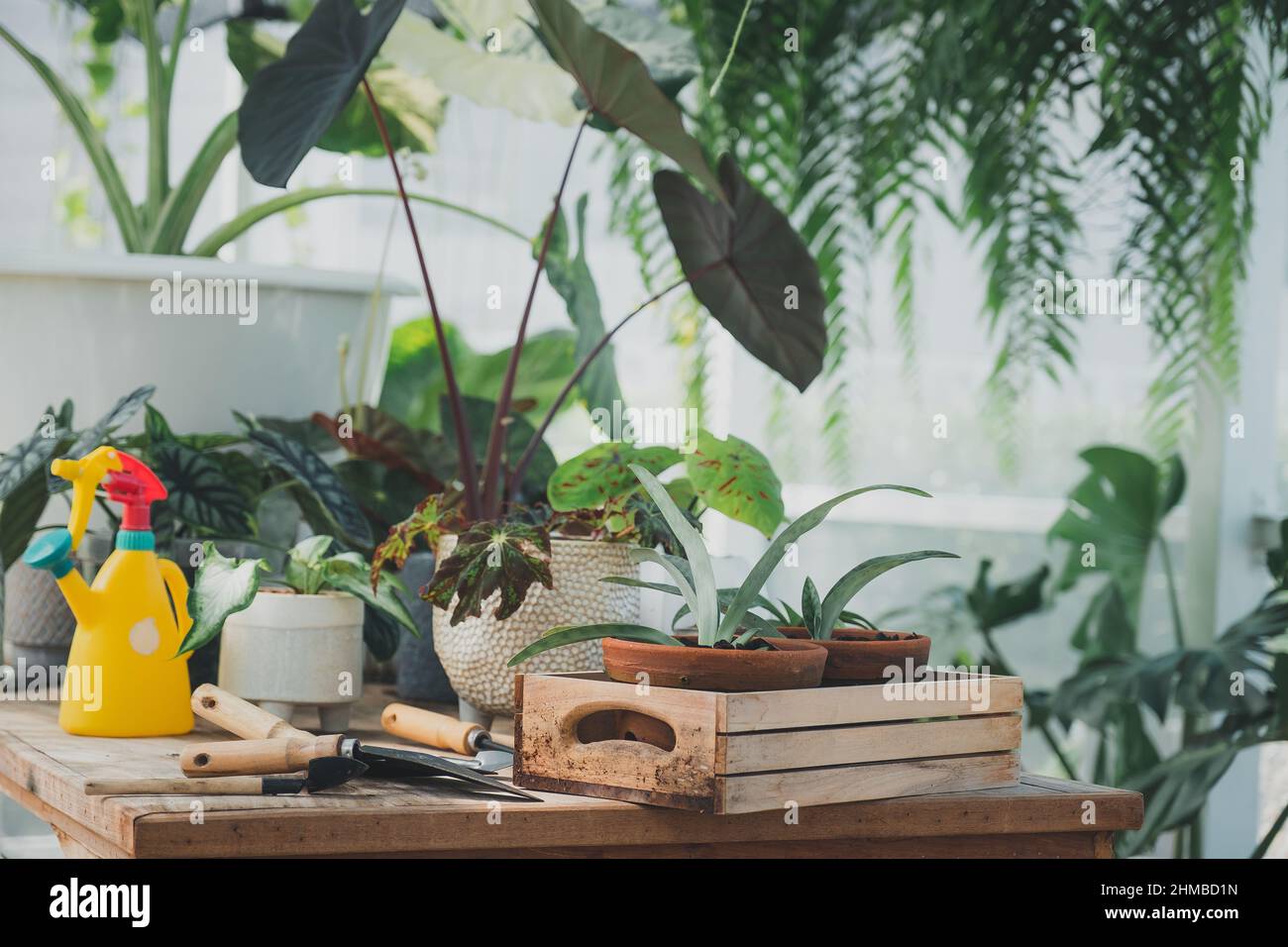 Beautiful interiors of a plant shop full of different plants Stock ...