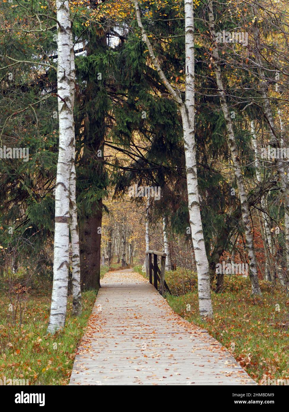 Red Moor, Boardwalk Lined With Carpathian Birch Trees, Hessian Rhön ...