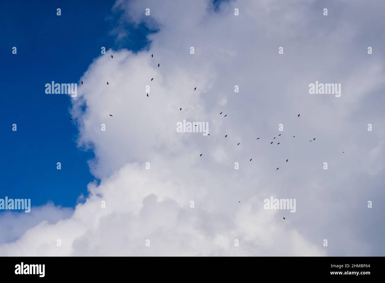 Crows flying hi-res stock photography and images - Alamy