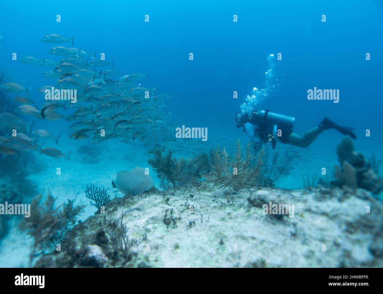 divers scuba diving around the coral reef Stock Photo - Alamy