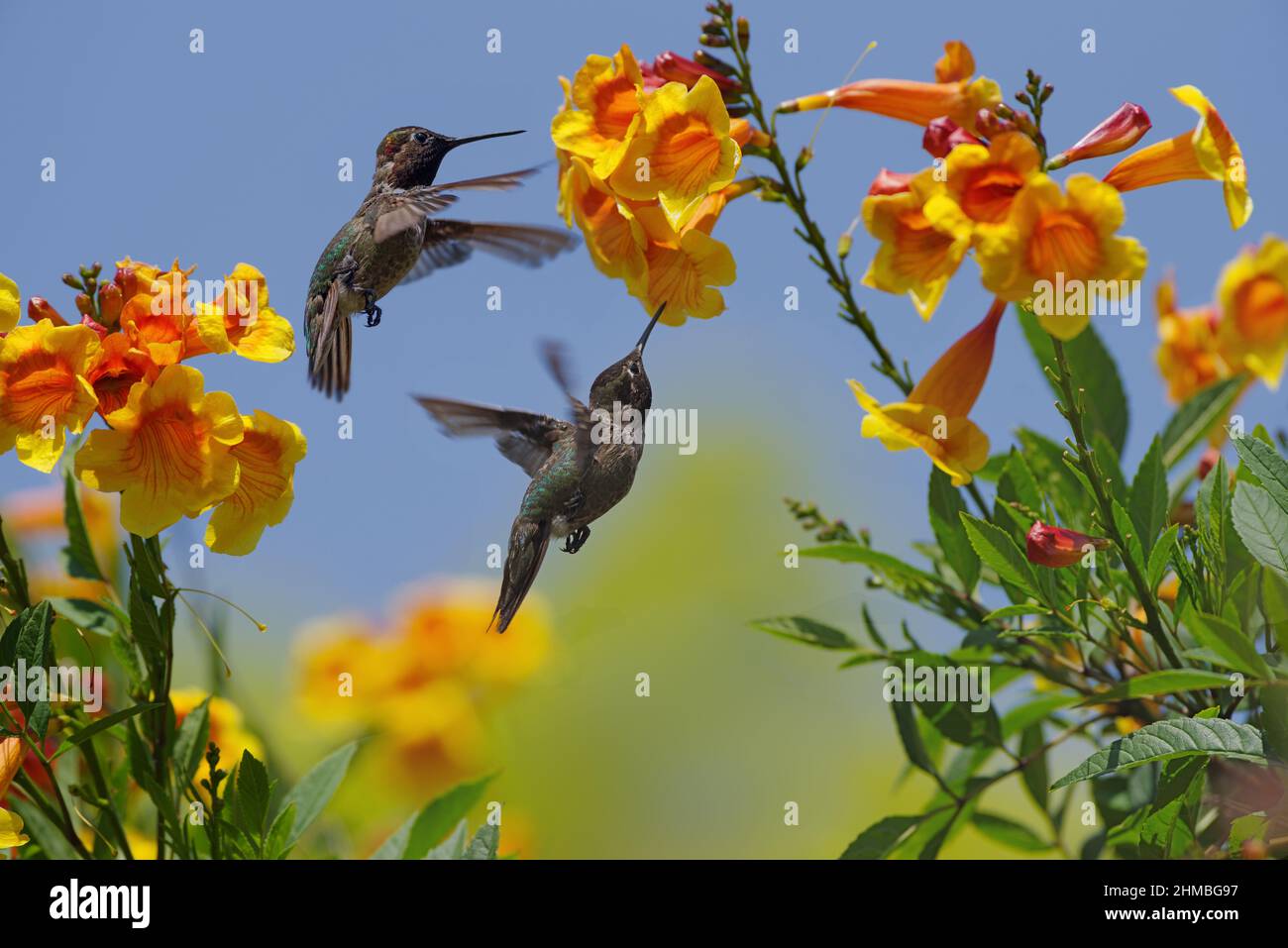 Anna's hummingbird hovering on orange trumpet bush flowers in a garden ...