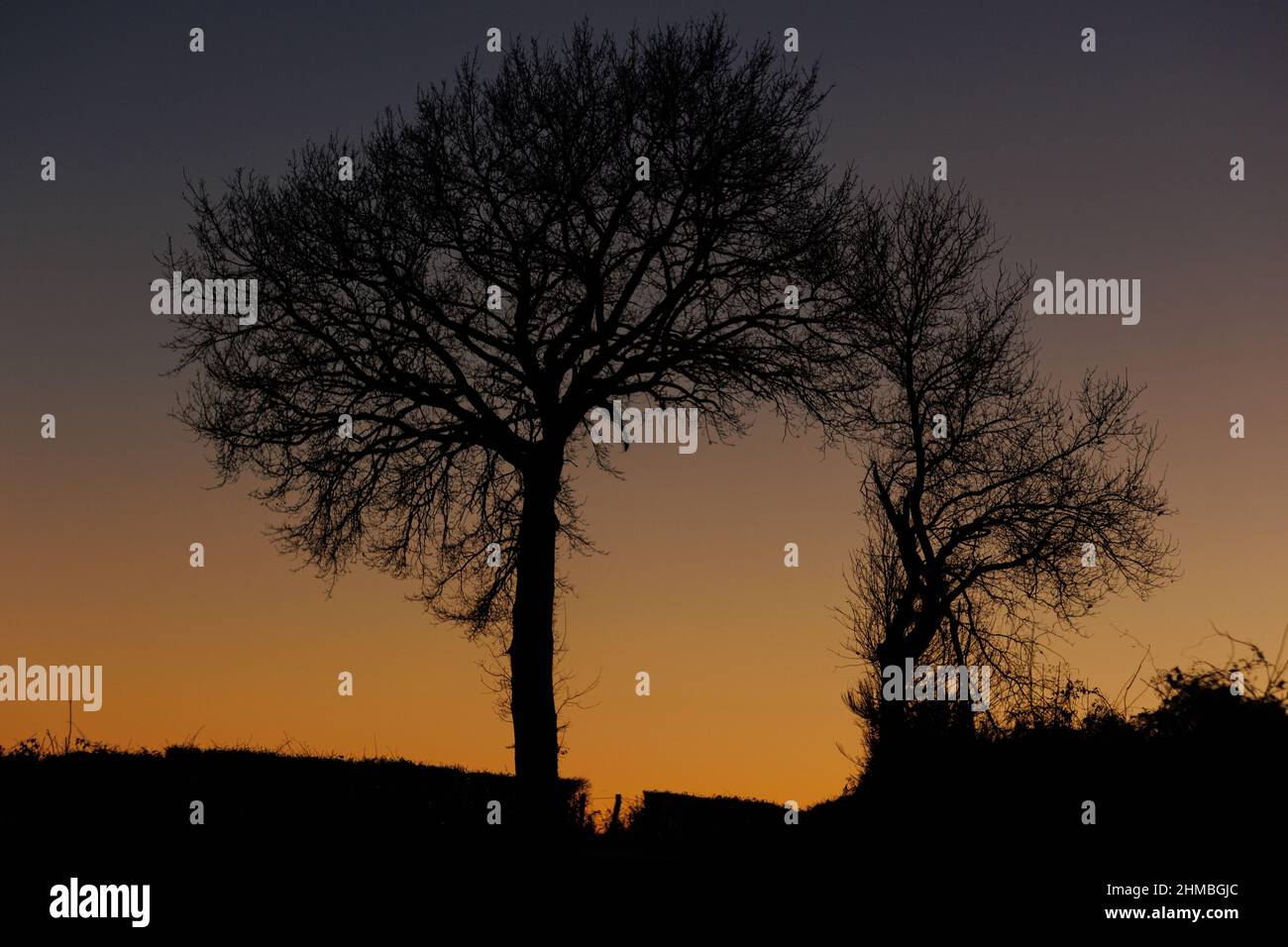 Tree silhouettes at sunset Stock Photo - Alamy