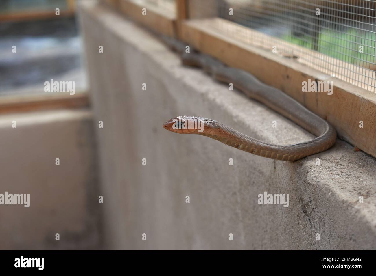 Snakes in the cage hi-res stock photography and images - Alamy