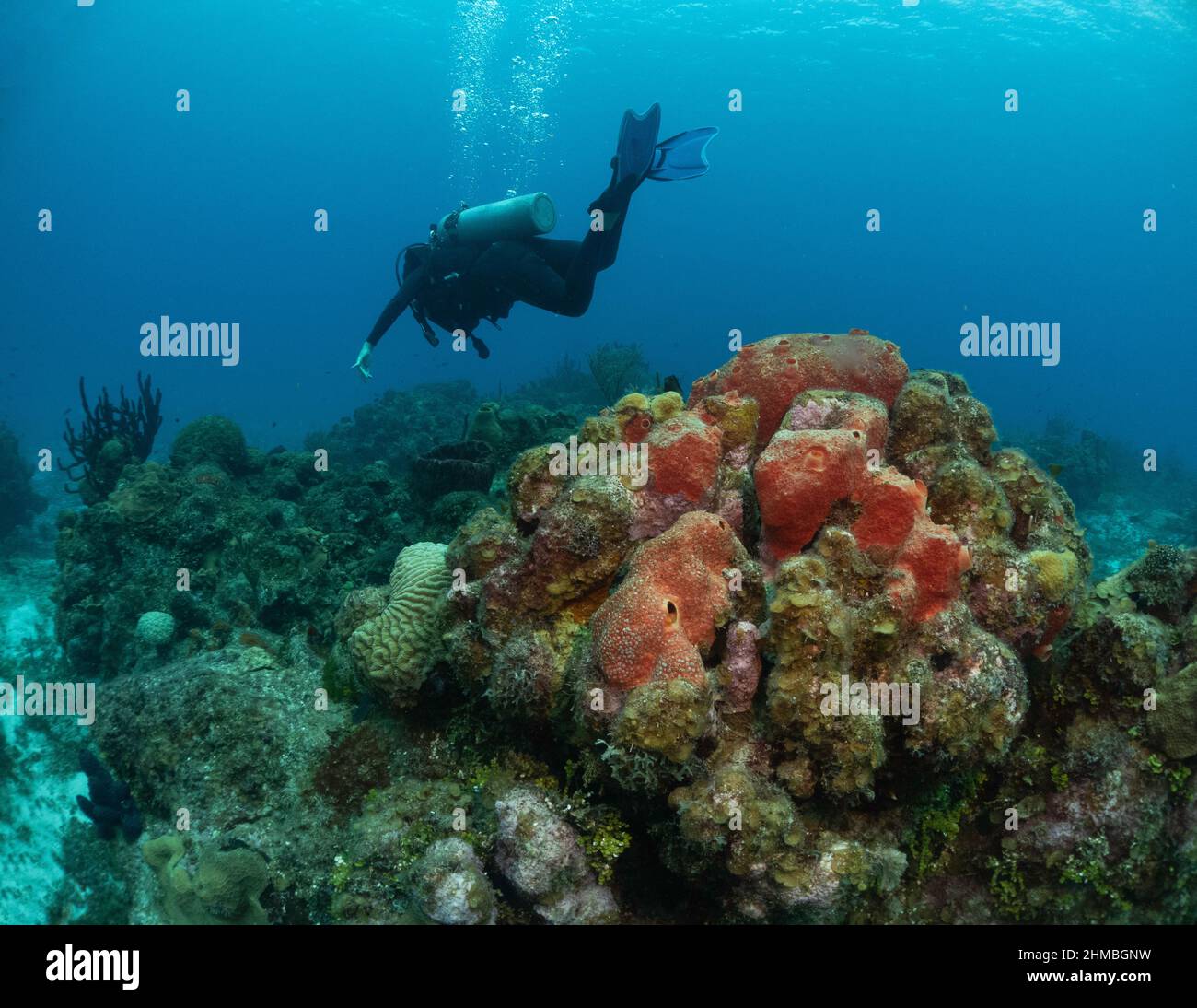 Scuba diving scene hi-res stock photography and images - Alamy