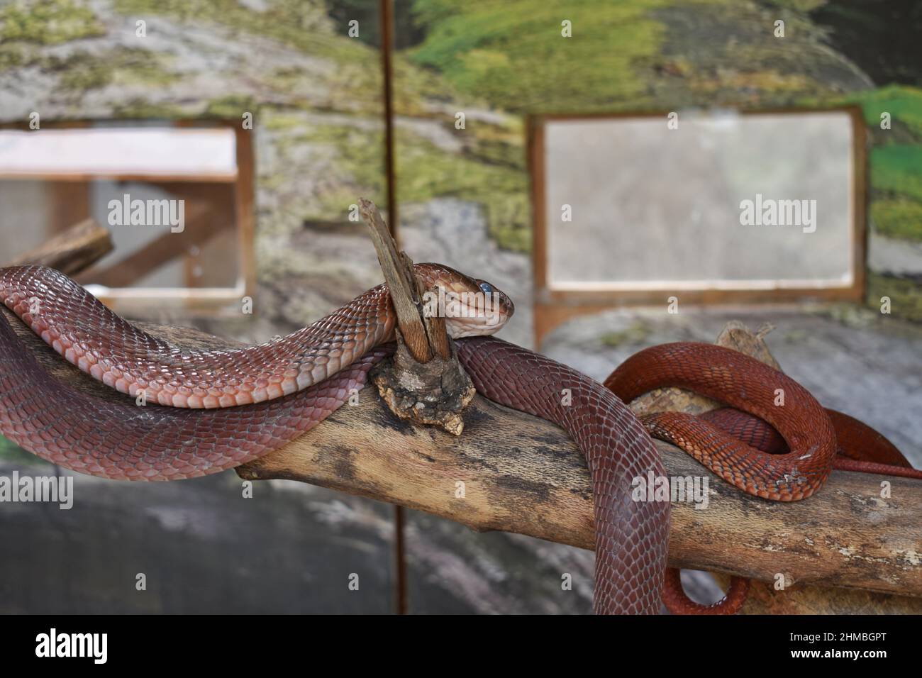 Snakes in the cage hi-res stock photography and images - Alamy