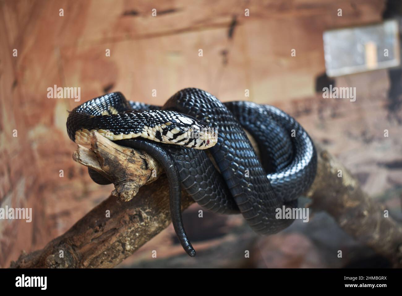Snakes in the cage hi-res stock photography and images - Alamy