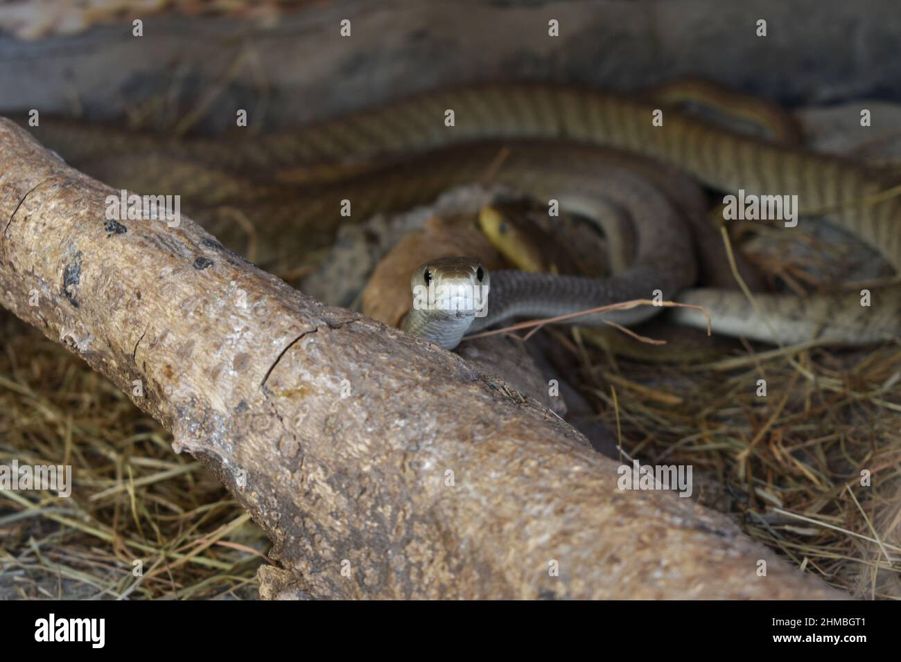 Snakes in the cage hi-res stock photography and images - Alamy