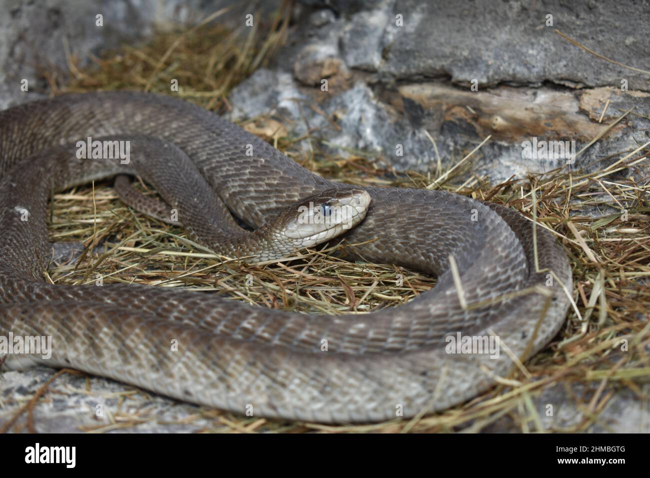 Snakes in the cage hi-res stock photography and images - Alamy