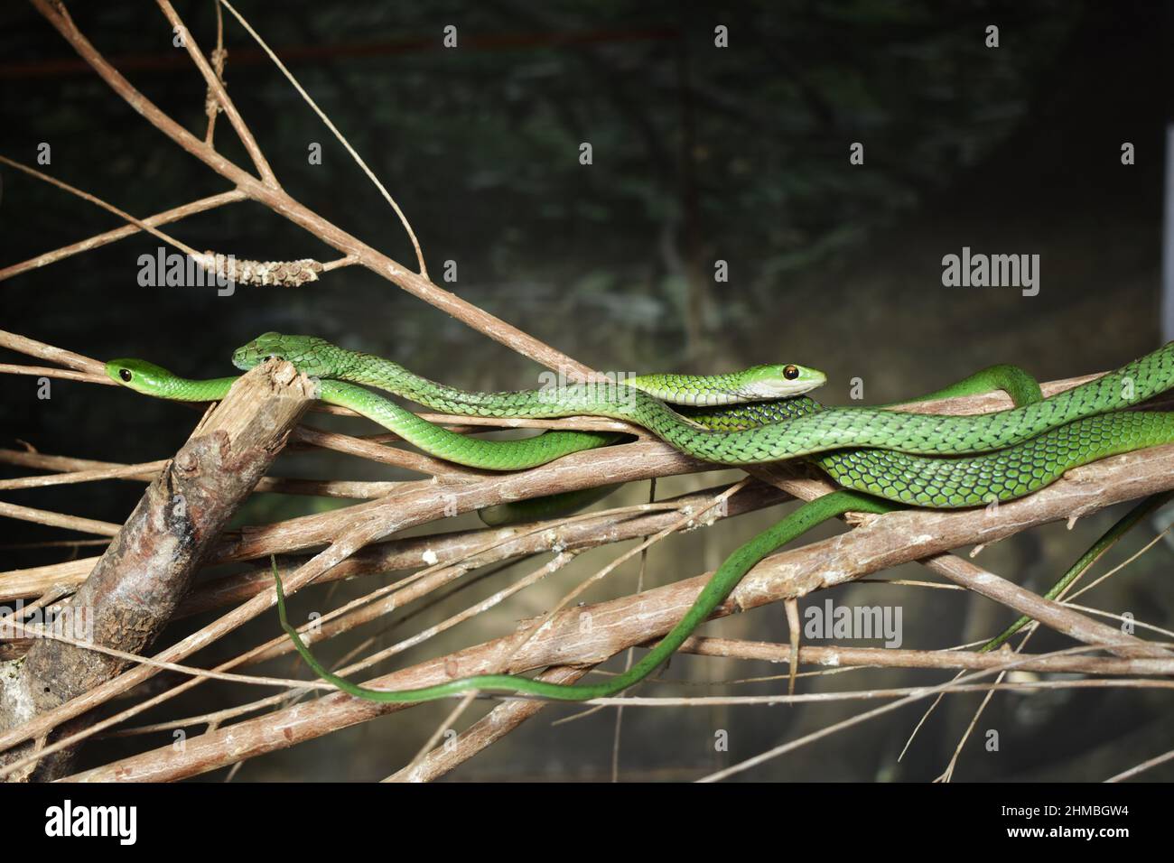 Snakes in the cage hi-res stock photography and images - Alamy