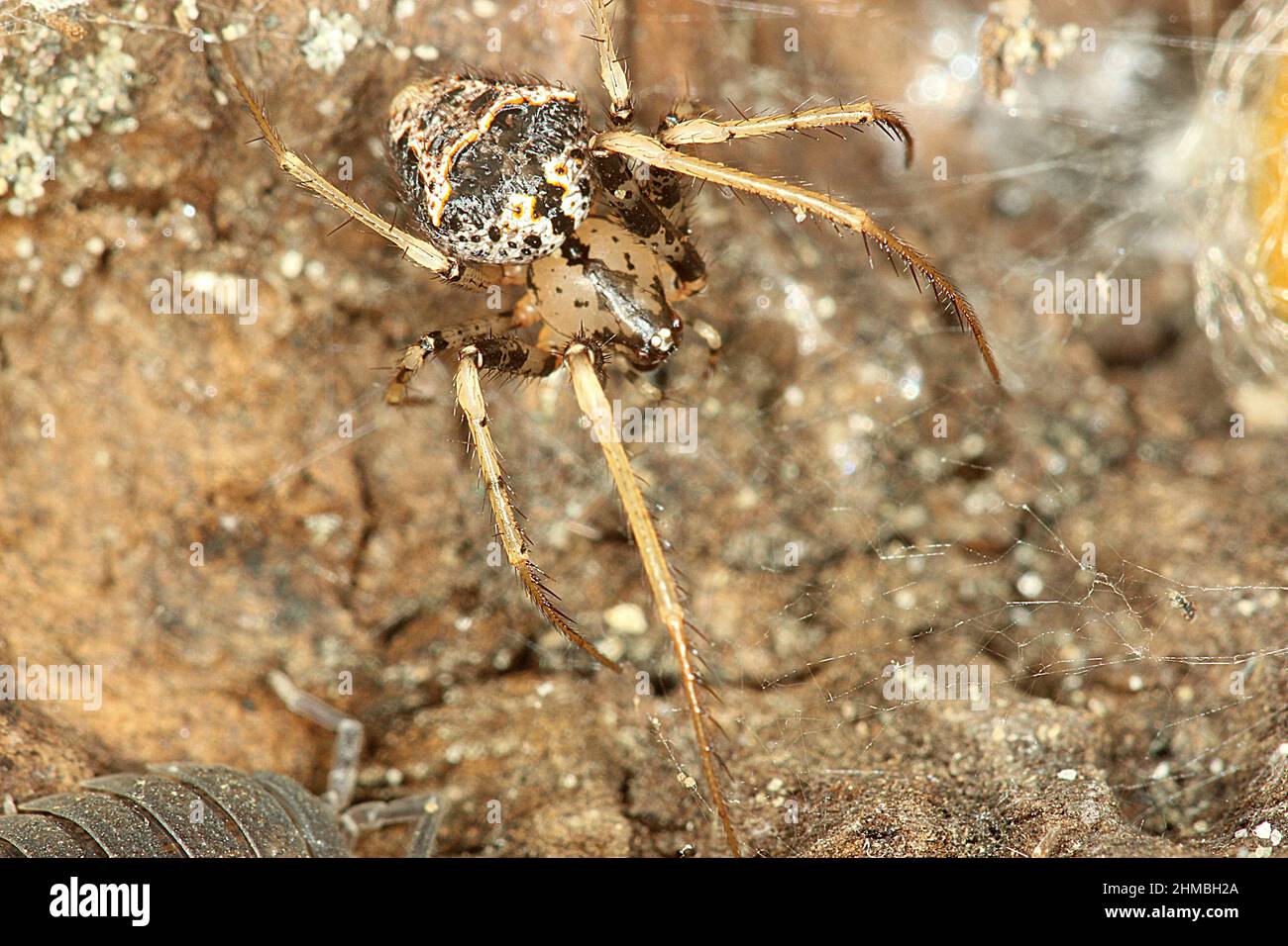 Cannibal pirate spider (Mimetus sp Stock Photo - Alamy