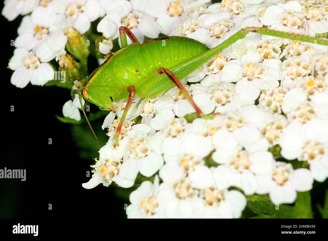 Common garden katydid (Caedicia simplex) nymph on wild carrot flower ...