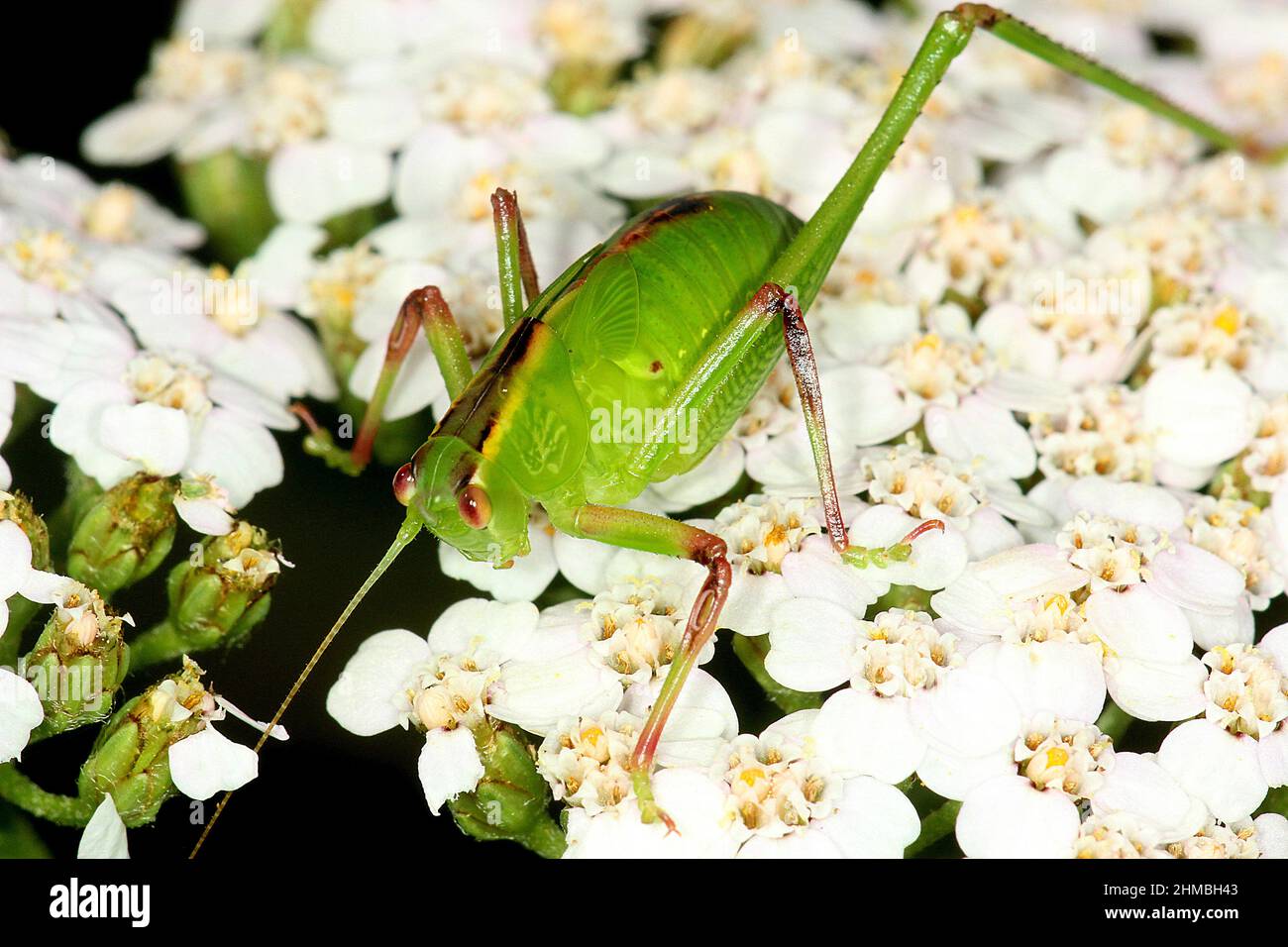 Common garden katydid (Caedicia simplex) nymph on wild carrot flower ...