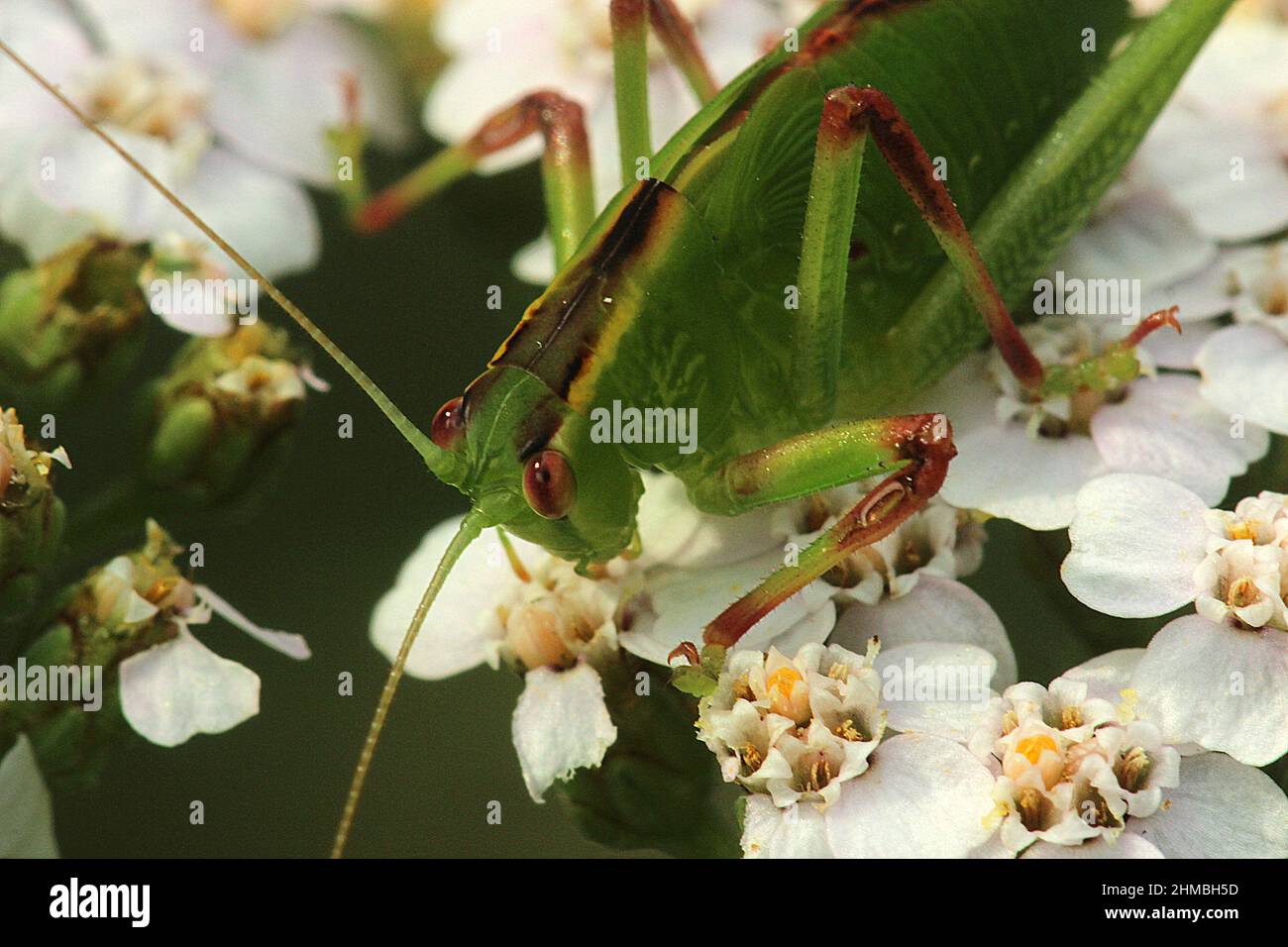Giant Katydid Eating Carrot