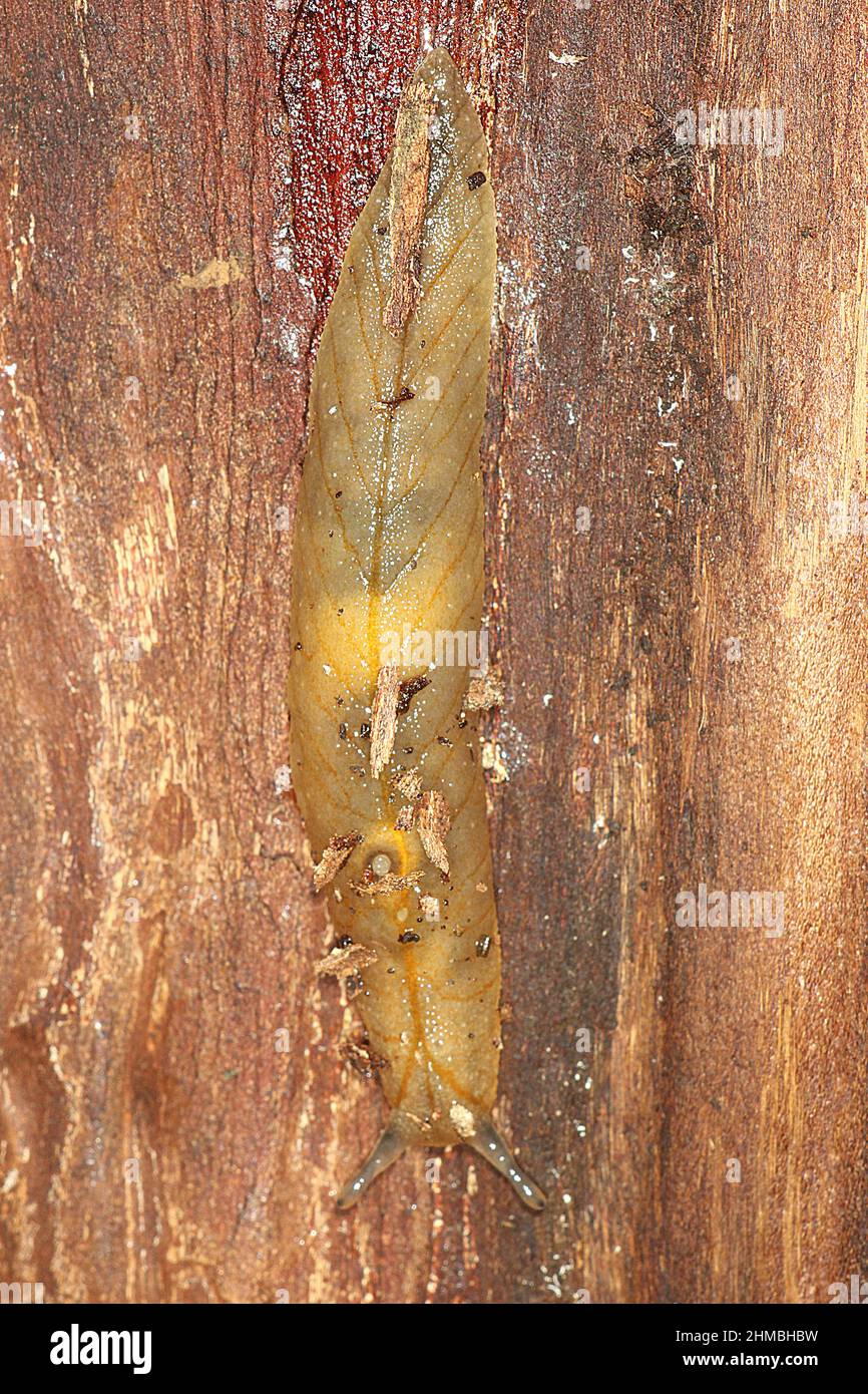 Leaf veined slug (Athoracophorus sp.) on tree trunk Stock Photo - Alamy