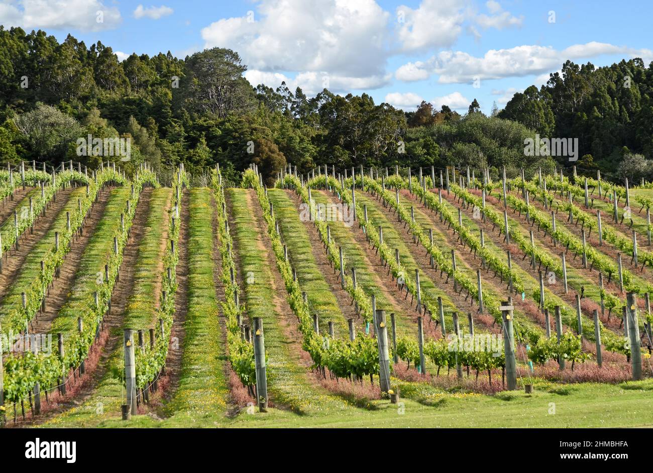 Vineyard in Parakai, New Zealand Stock Photo - Alamy