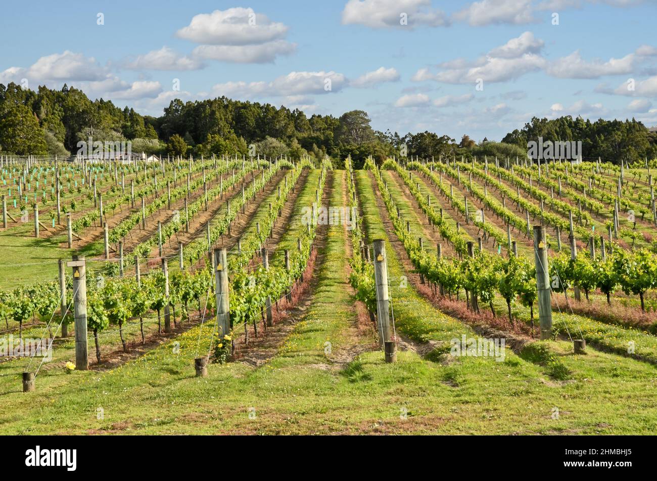 Vineyard in Parakai, New Zealand Stock Photo - Alamy