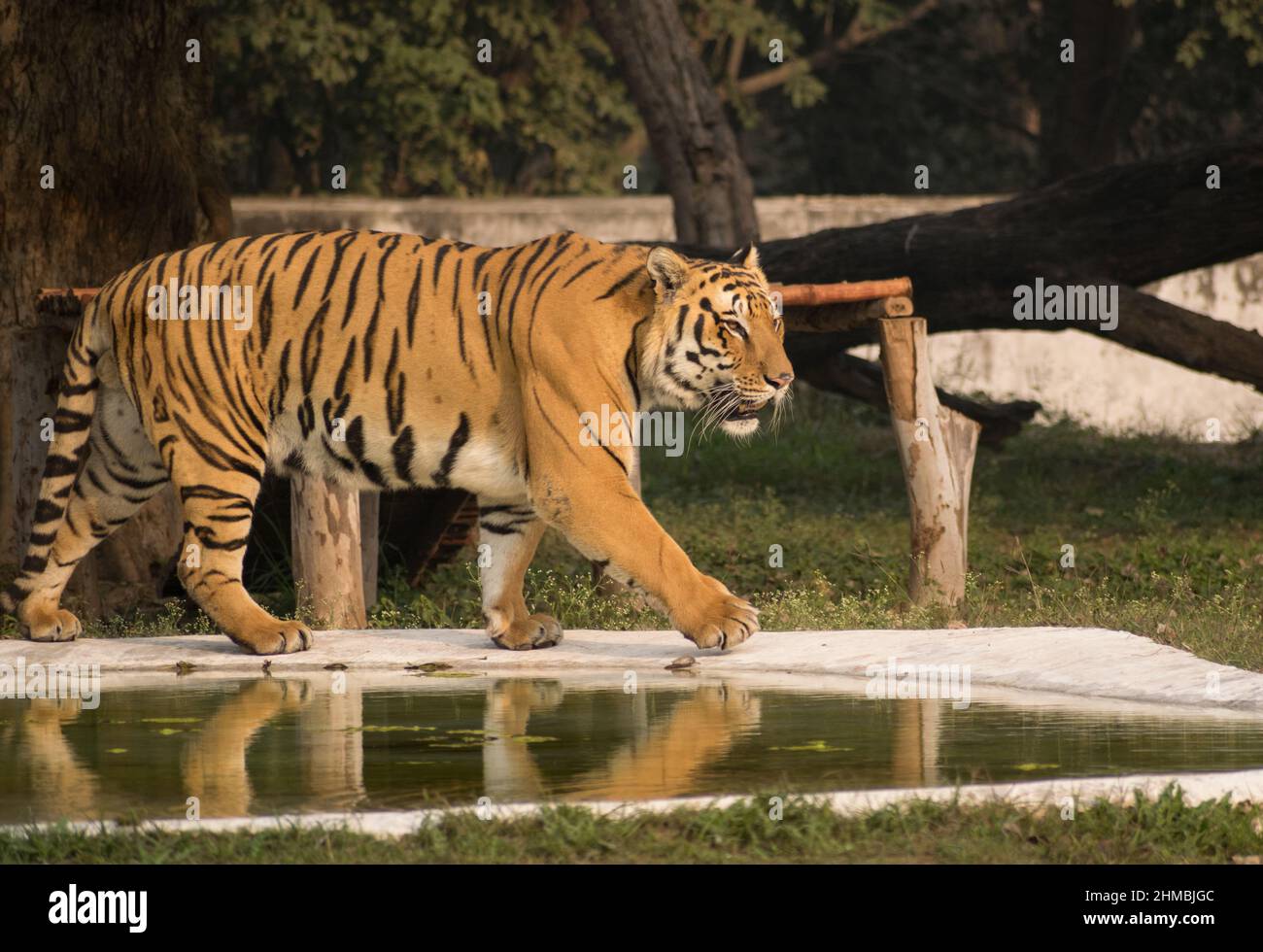 Bengal Tiger walking Stock Photo - Alamy