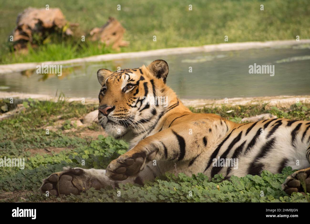 Confident tiger hi-res stock photography and images - Alamy