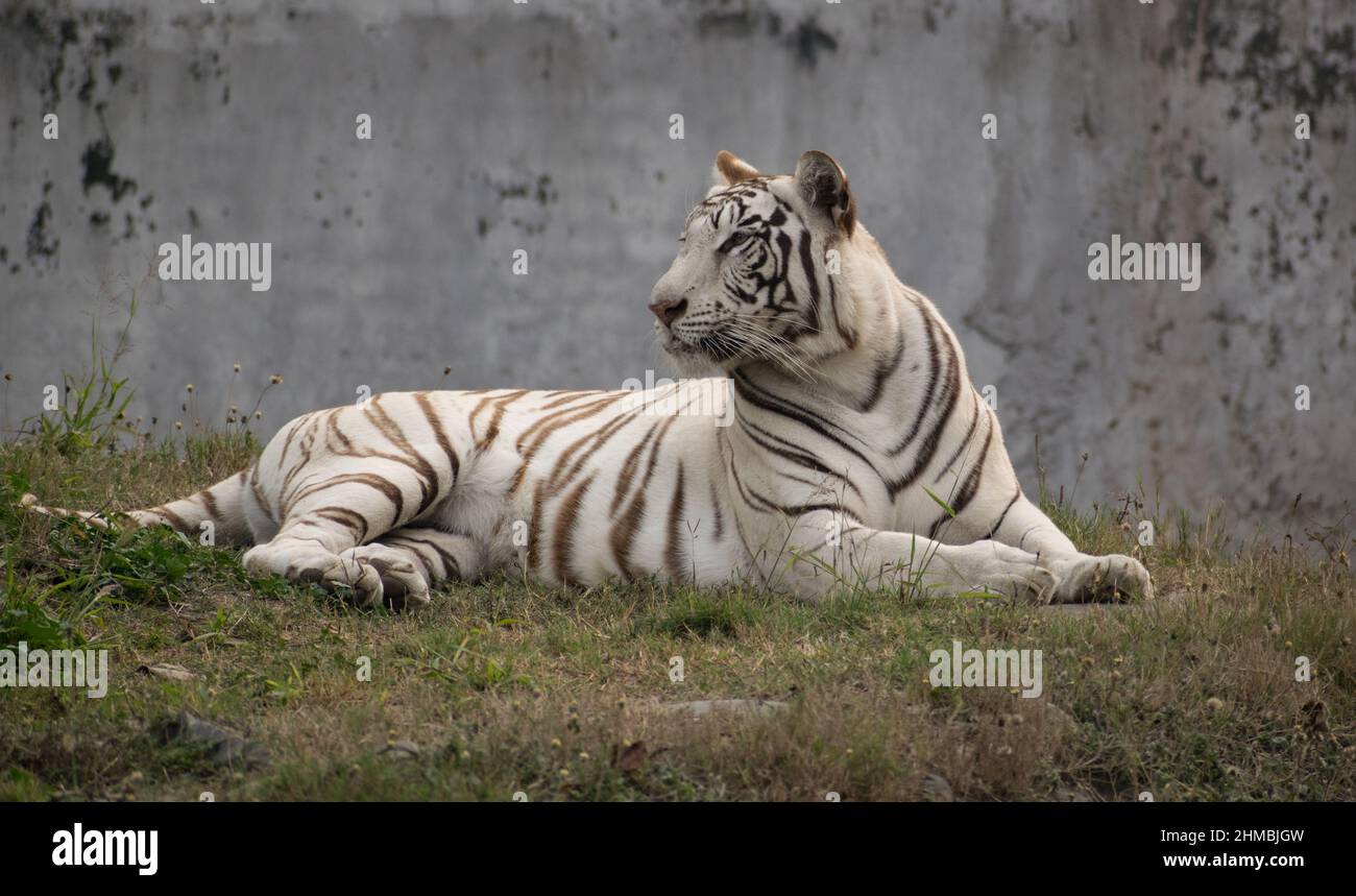 White Tiger resting Stock Photo - Alamy