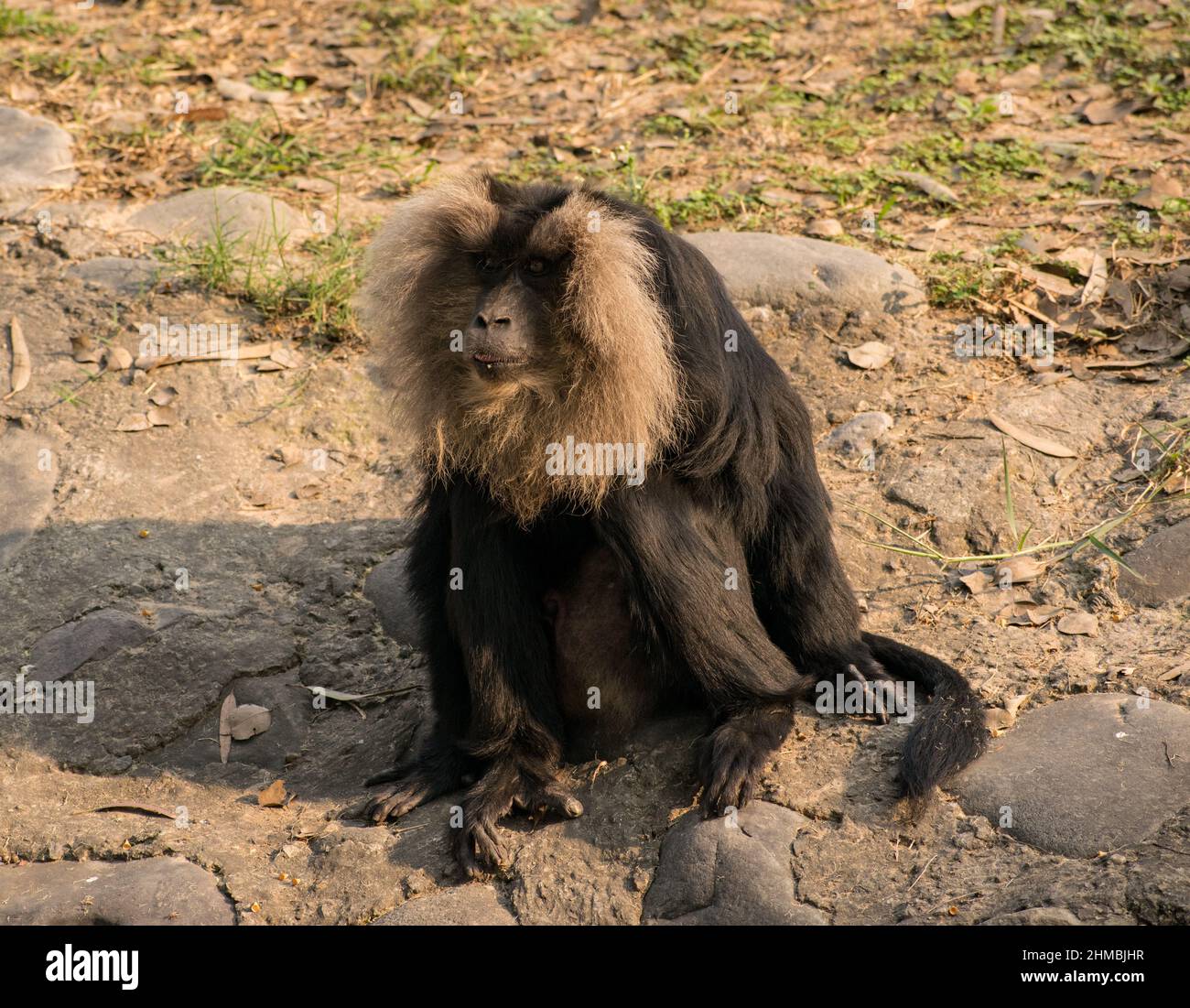 Monkey behaviour science hi-res stock photography and images - Alamy