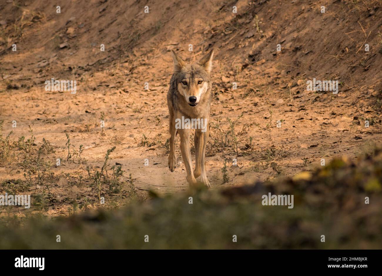 Wolf walking towards the camera Stock Photo - Alamy