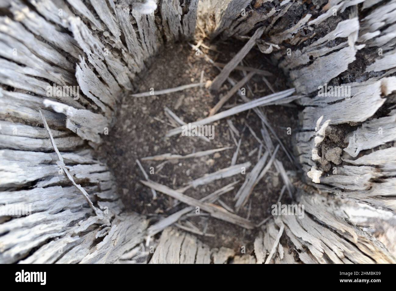 Dead gum tree hi-res stock photography and images - Alamy