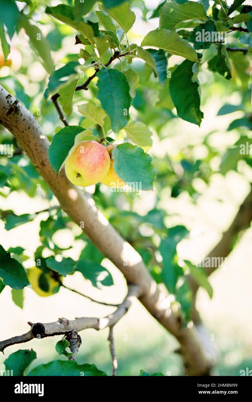 Ripe apples hang on tree branches in the garden Stock Photo - Alamy