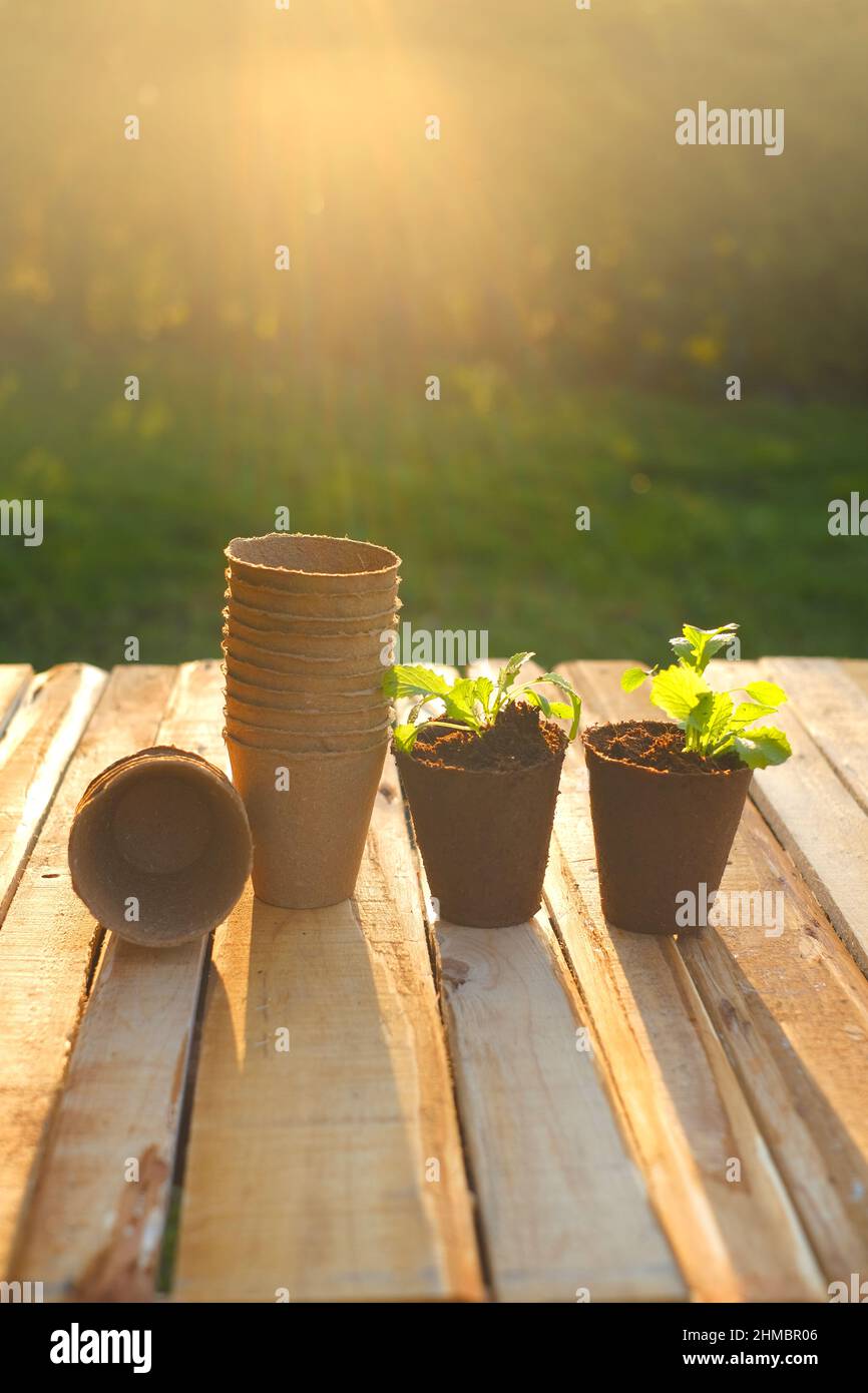 Garden peat hi-res stock photography and images - Alamy