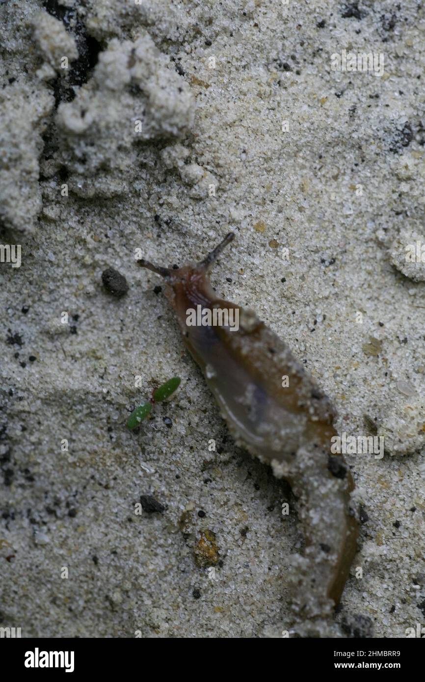 A closeup of a slug tomato pest on a fresh garden . Insects destroy ...