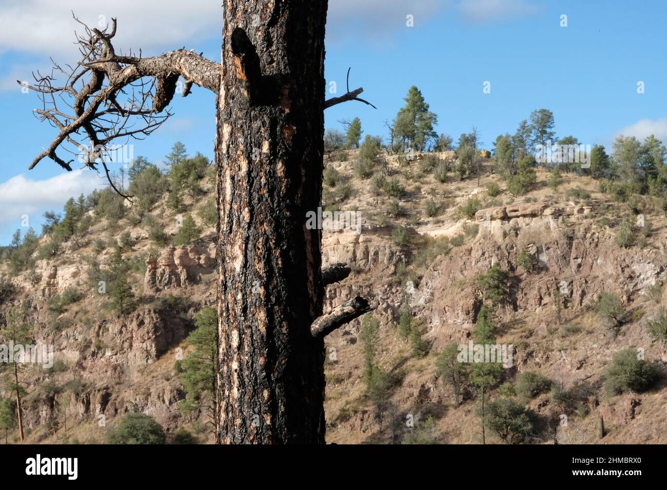 Tree trunk burned by forest fire in front of a steep hillside across a ...