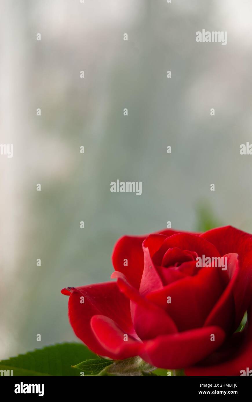 Blooming rose on a grey background. High quality photo Stock Photo - Alamy