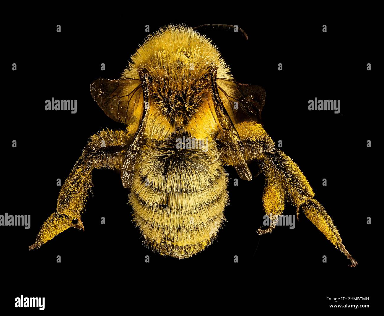 Hairy-belted miner bee Stock Photo - Alamy
