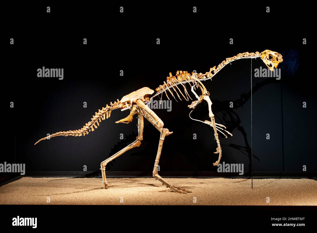 Citipati osmolskae dinosaur skeleton Stock Photo - Alamy