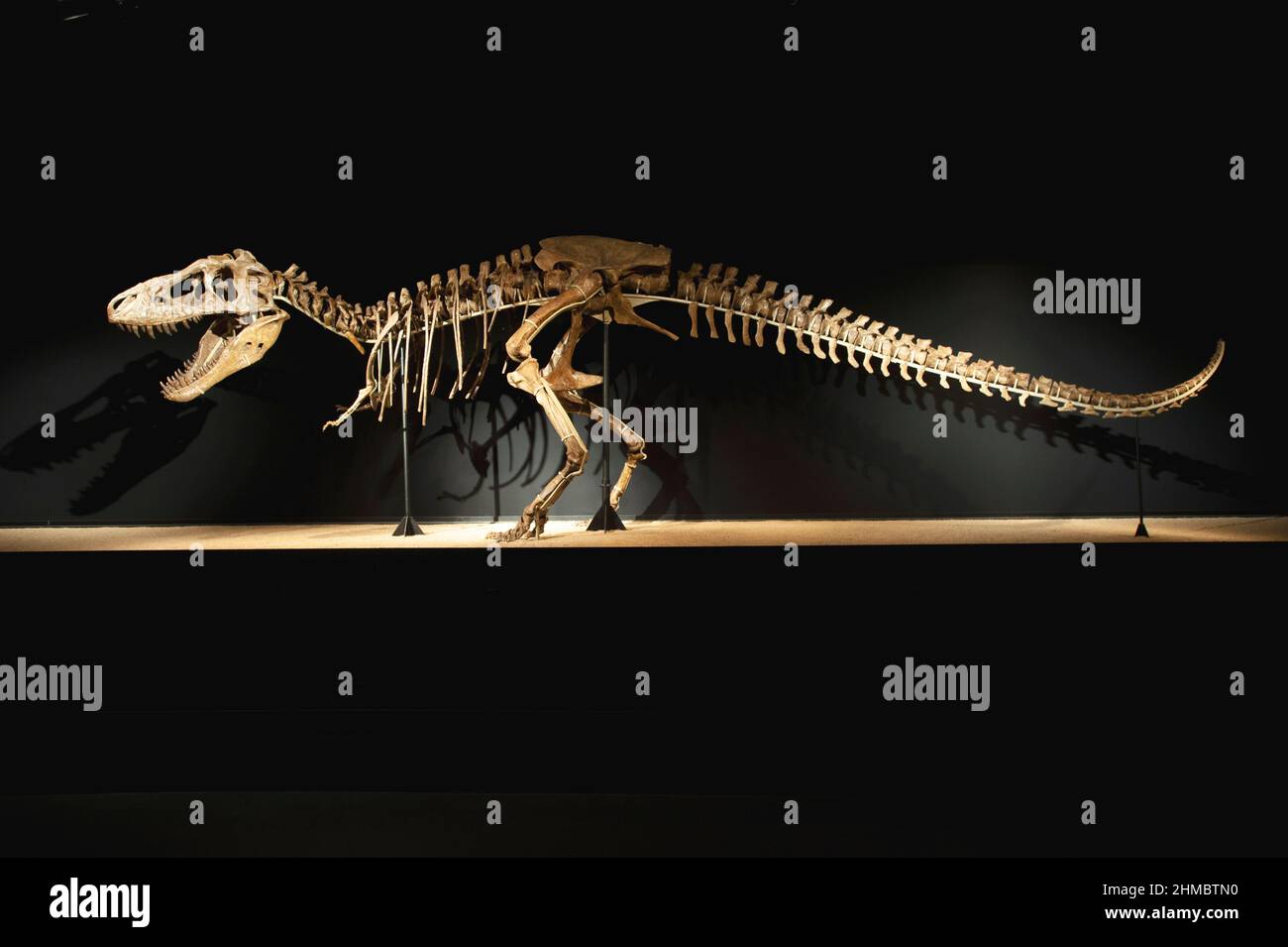 Tarbosaurus bataar dinosaur skeleton Stock Photo - Alamy
