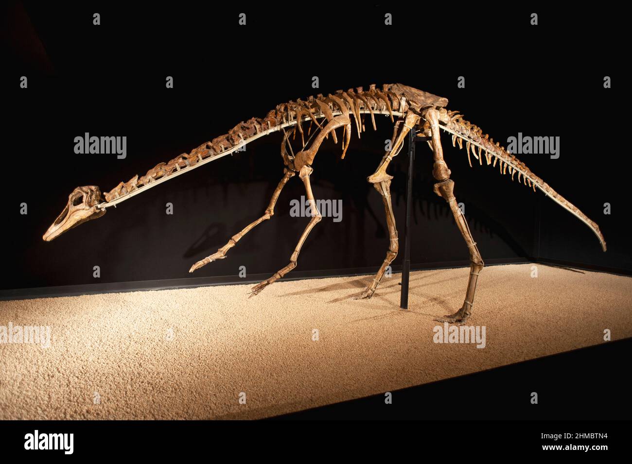Anserimimus planinychus dinosaur skeleton Stock Photo - Alamy