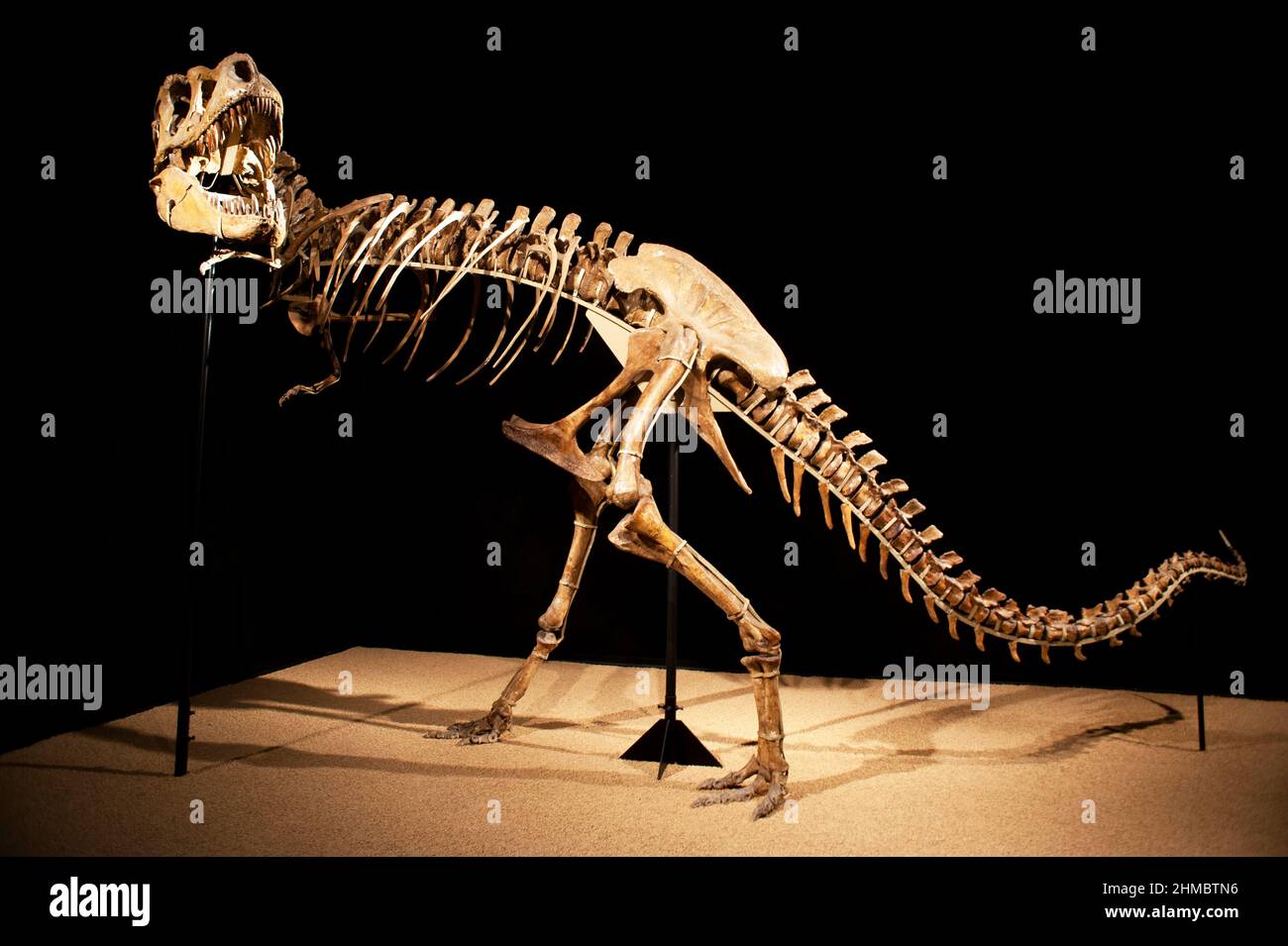 Tarbosaurus bataar dinosaur skeleton Stock Photo - Alamy