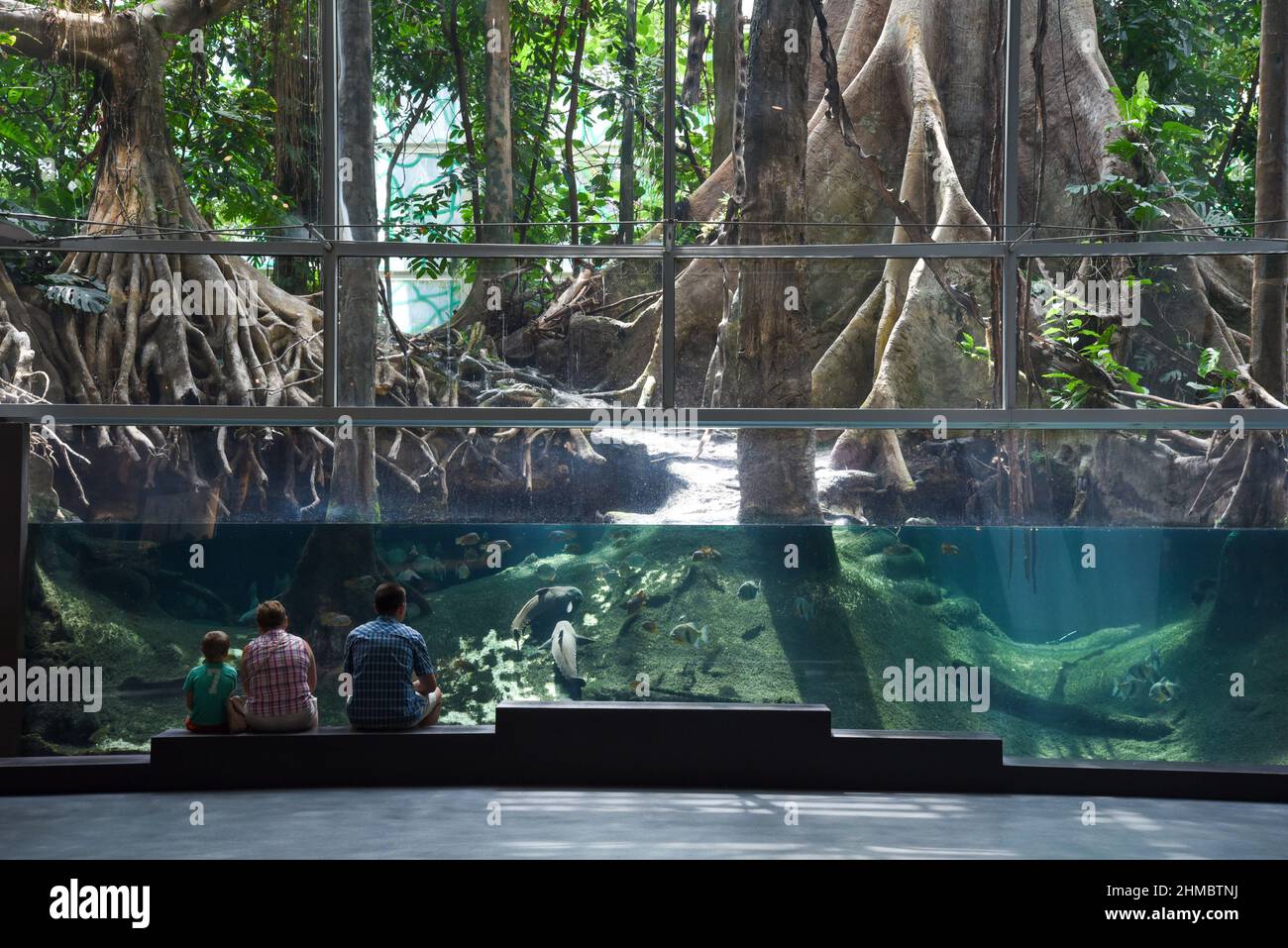 Recreation of flooded Amazon rainforest Stock Photo - Alamy