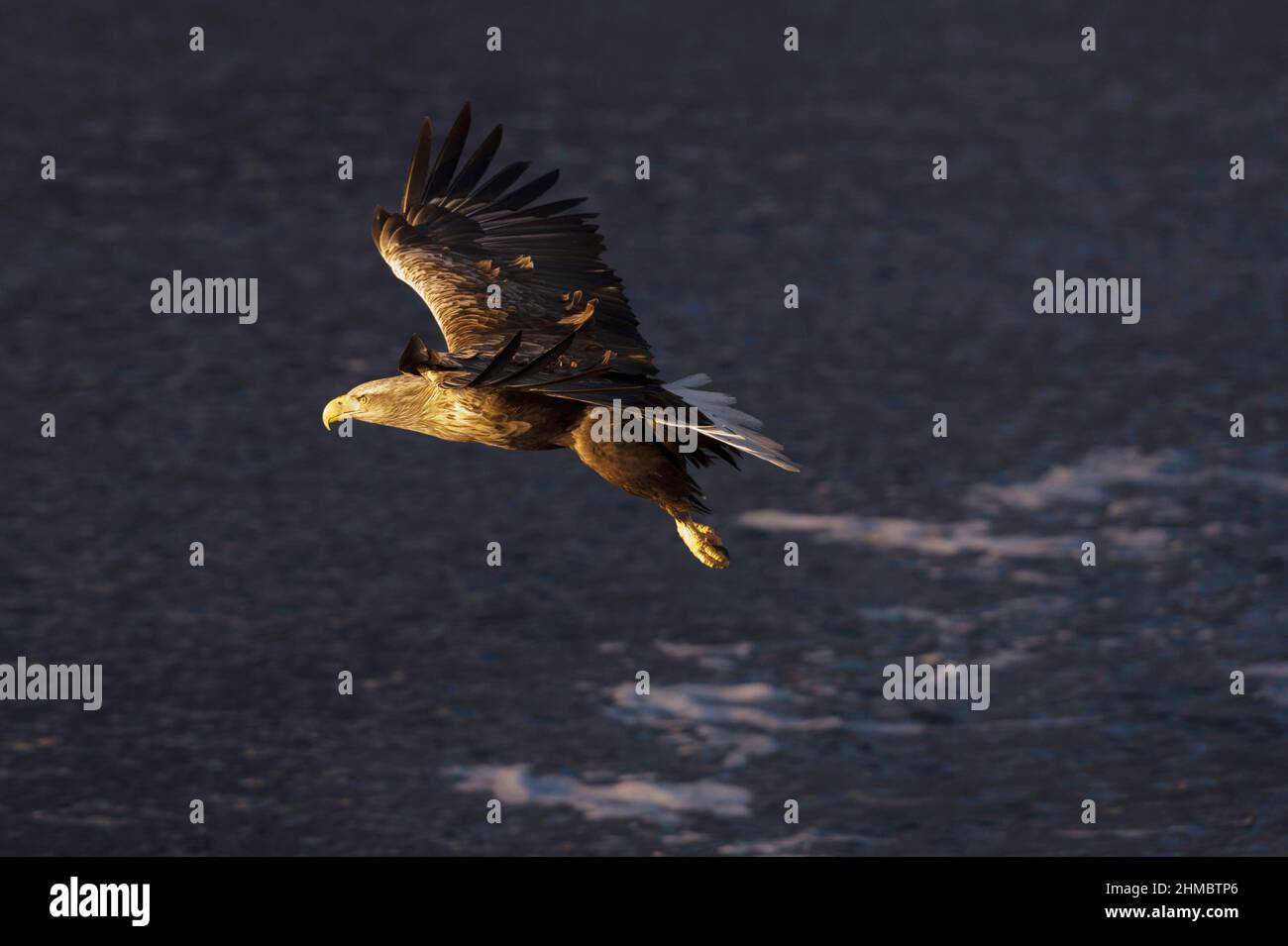 White-tailed eagle in flight Stock Photo - Alamy