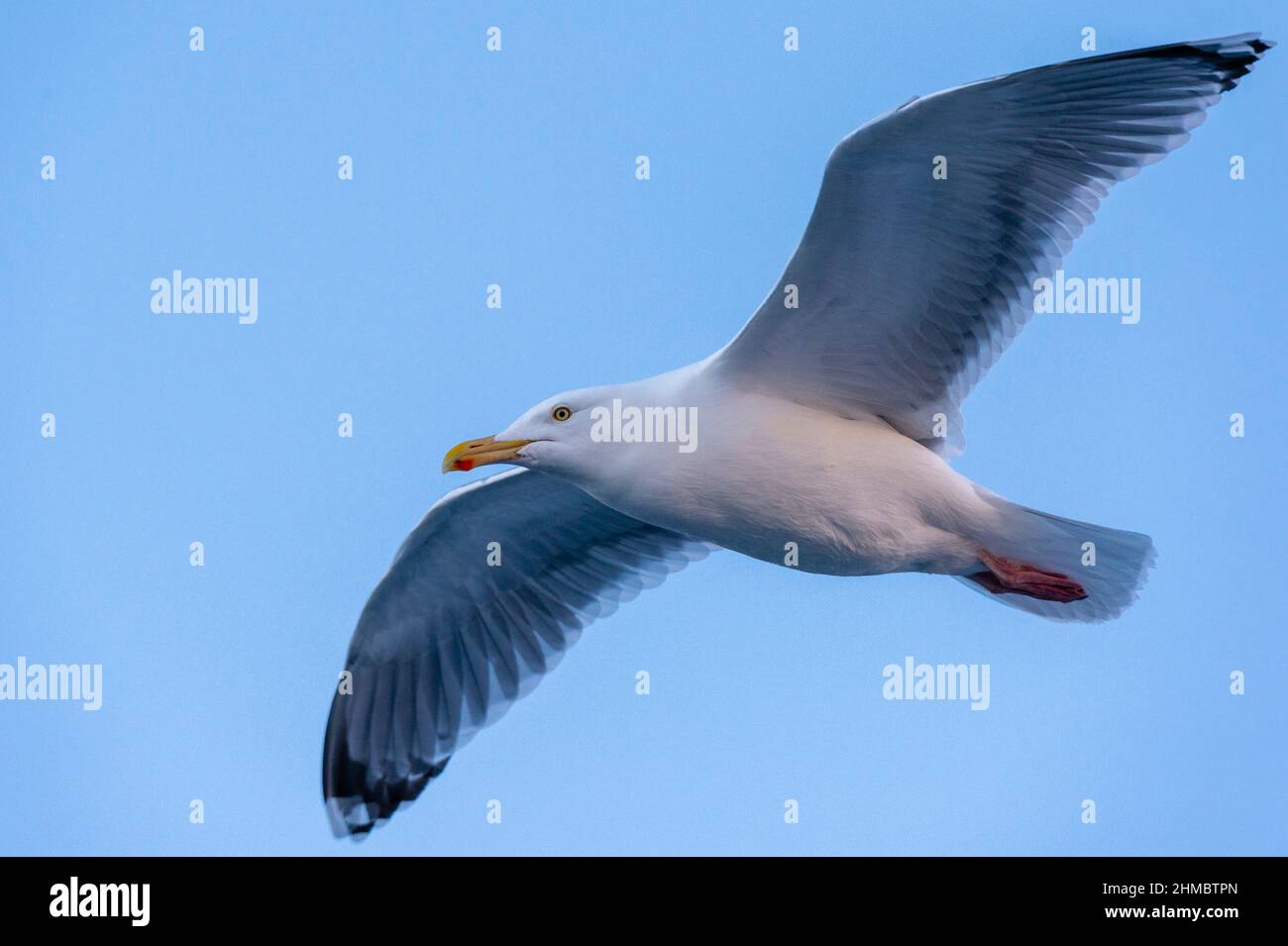 Seagull in flight Stock Photo - Alamy
