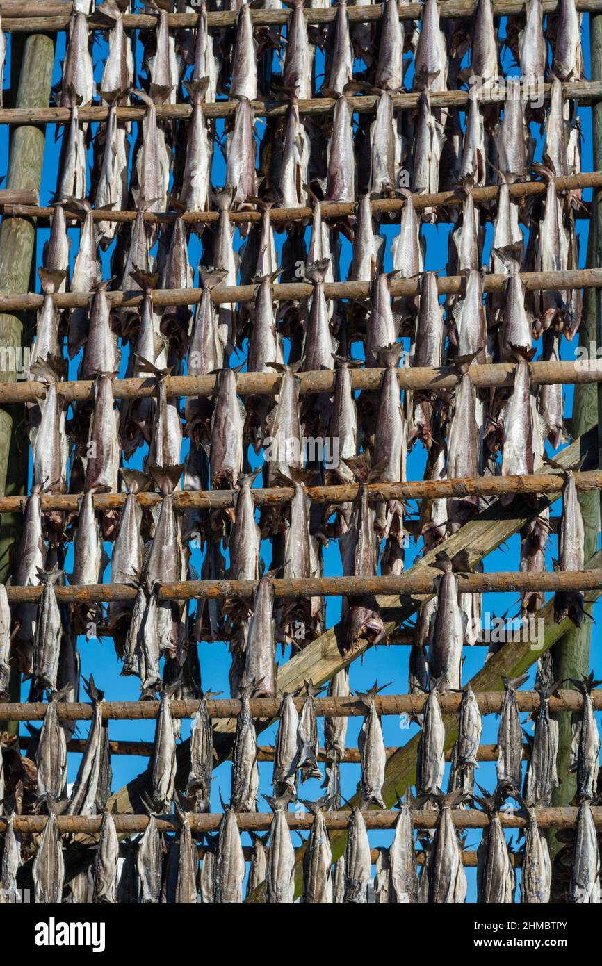Cod fish drying on racks in the traditional manner Stock Photo - Alamy