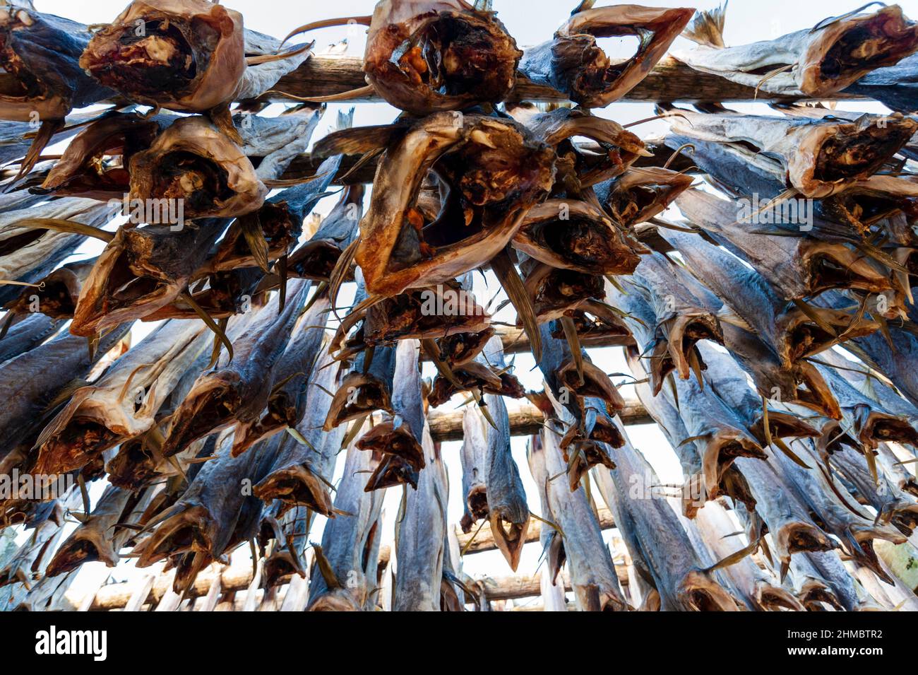 Cod fish drying on a rack in the traditional open-air way Stock Photo ...