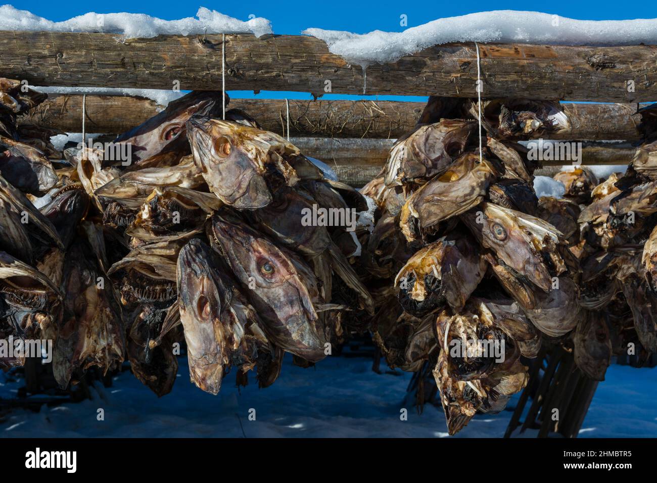 Strings of cod fish heads hanging from a drying rack Stock Photo - Alamy