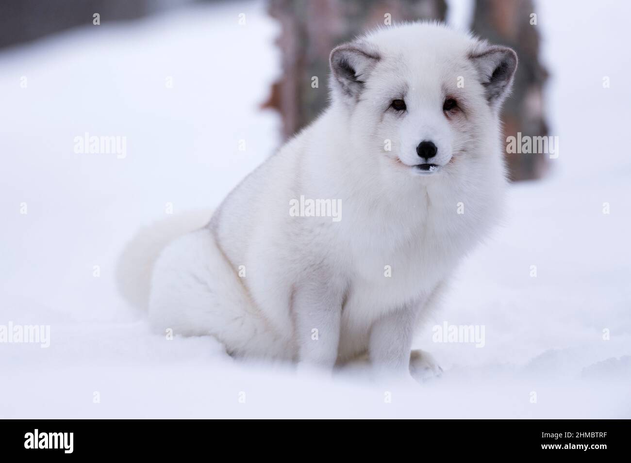 Arctic fox in the snow Stock Photo - Alamy