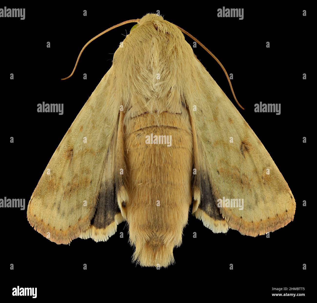 Corn earworm moth Stock Photo - Alamy