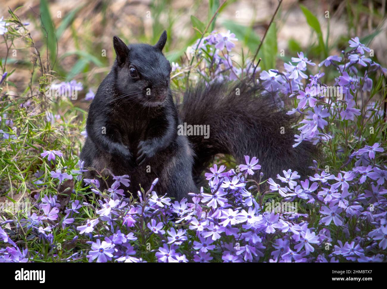 Purple squirrel hi-res stock photography and images - Alamy