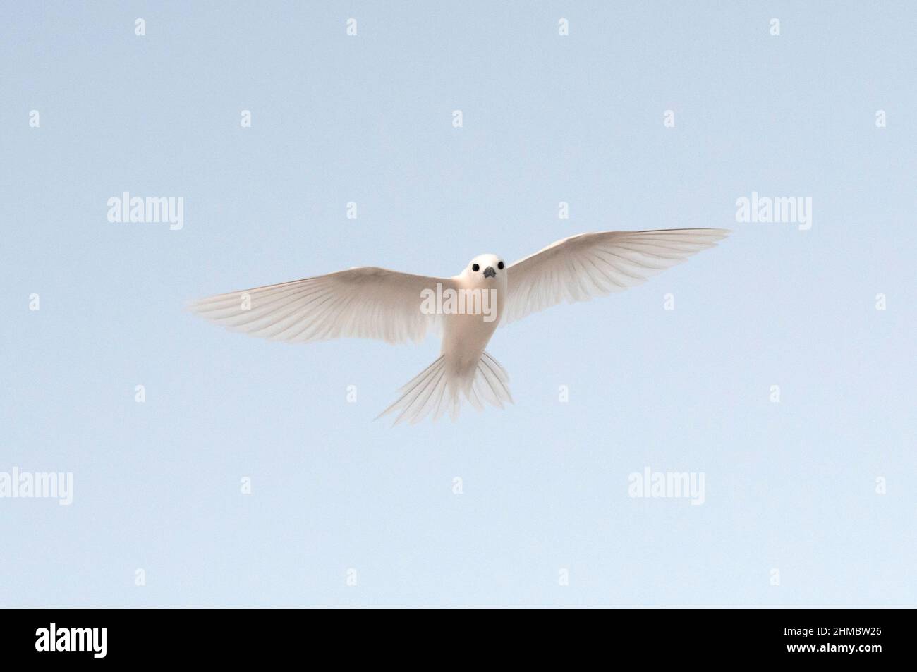 Common white tern in flight Stock Photo - Alamy