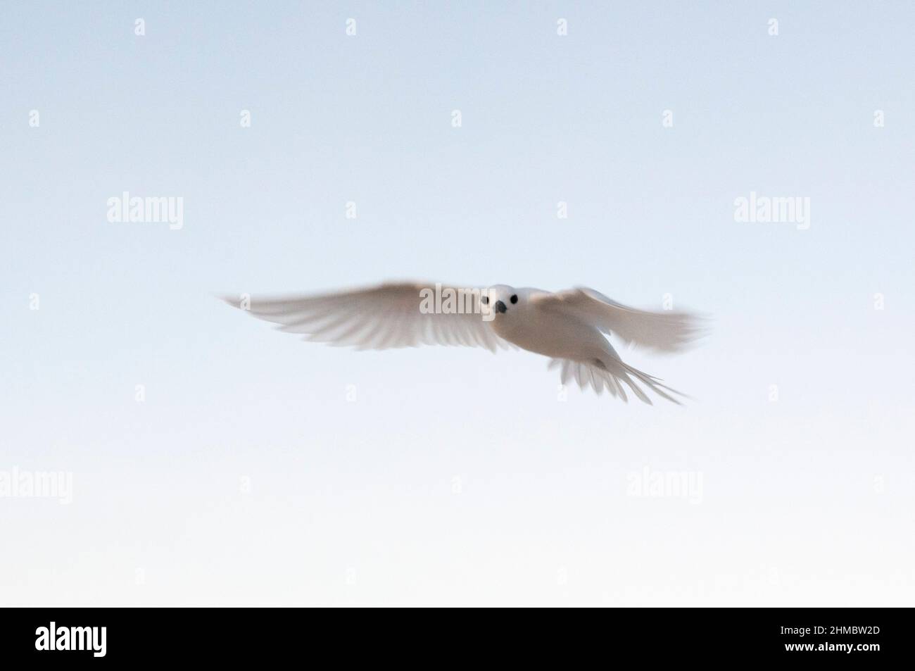 Common white tern in flight Stock Photo - Alamy