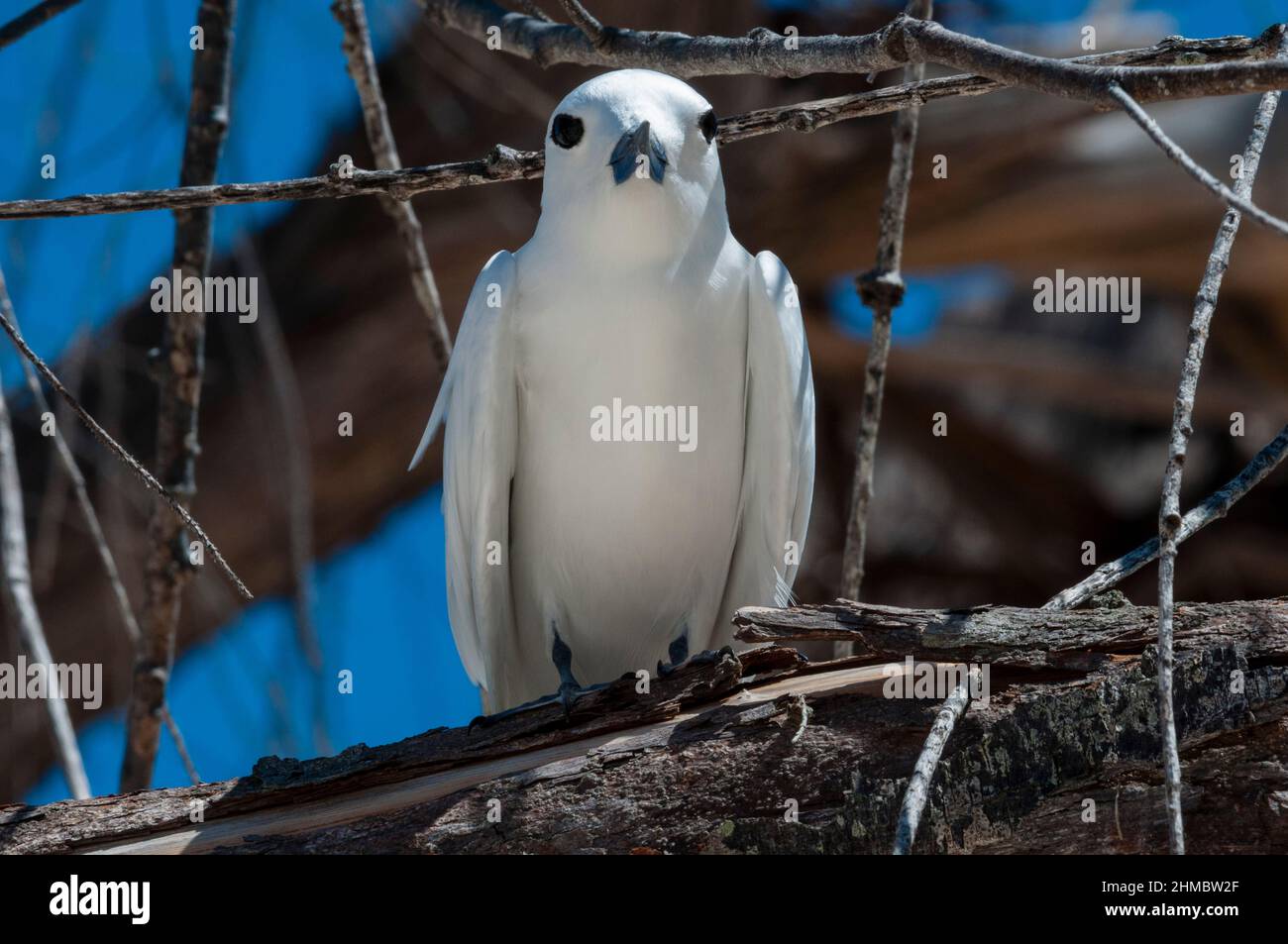 Common white tern on a tree branch Stock Photo - Alamy