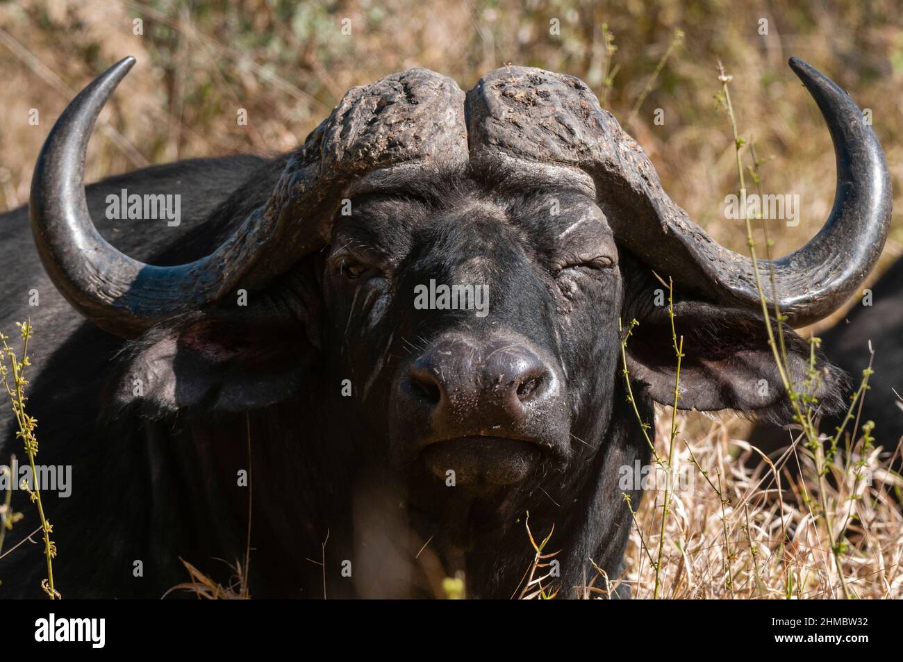 Male African buffalo Stock Photo - Alamy