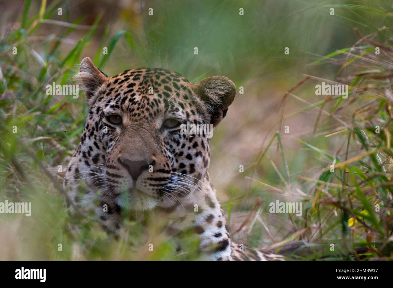 Male leopard hiding in tall grass Stock Photo - Alamy